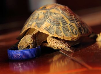 Alimentazione rettili e tartarughe – Pet Paradise